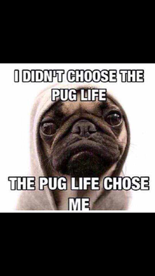 Charlene Caldeira from Fairhaven High School - Classmates