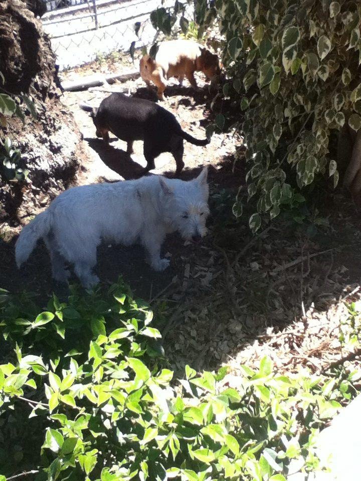 Lauri Crossman from Santa Ynez Valley Union High School - Classmates