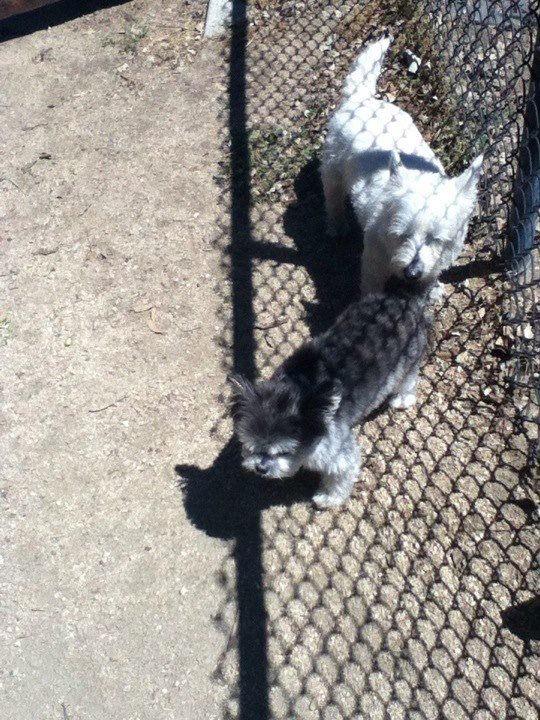 Lauri Crossman from Santa Ynez Valley Union High School - Classmates