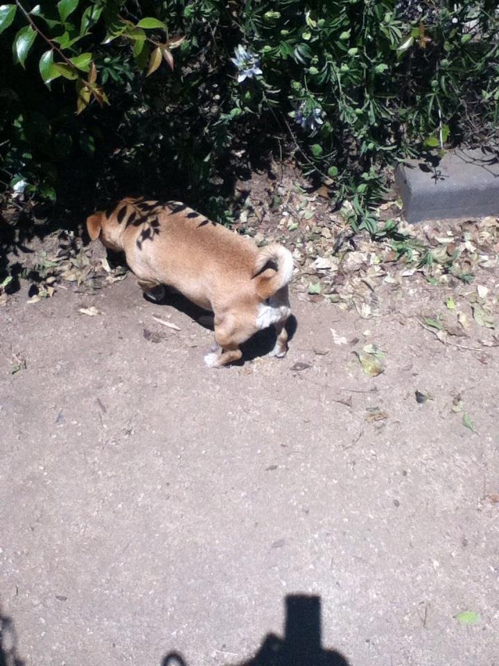 Lauri Crossman from Santa Ynez Valley Union High School - Classmates