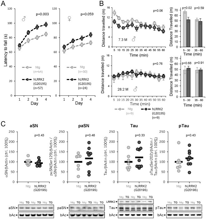 MN1020_Phospho-Tau (Ser202, Thr205) Monoclonal Antibody (AT8) | e브릭몰