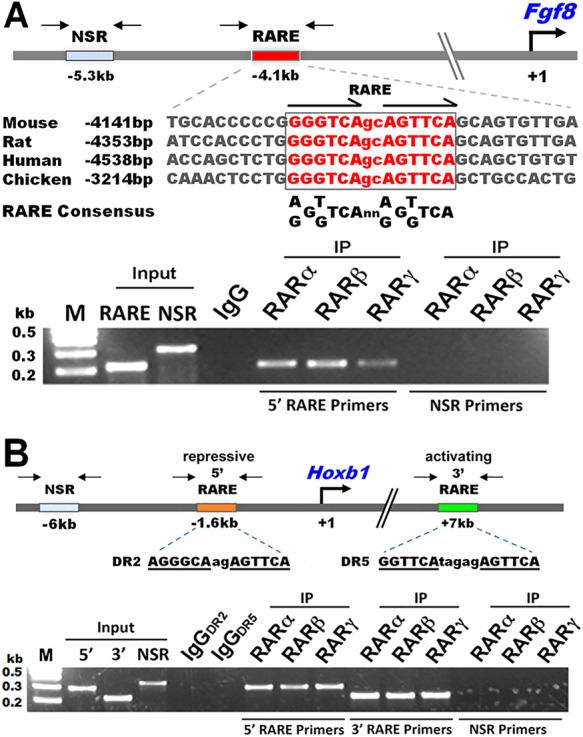 PA1811_RARB Polyclonal Antibody | e브릭몰