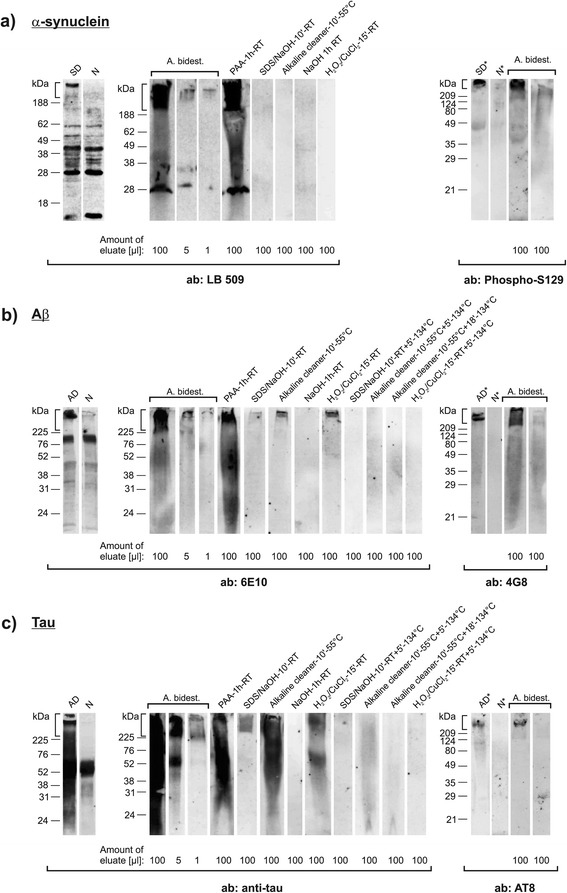 MN1020_Phospho-Tau (Ser202, Thr205) Monoclonal Antibody (AT8) | e브릭몰