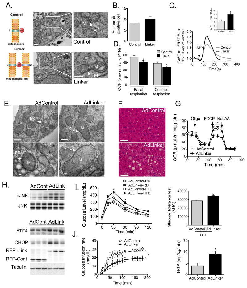 PA1901_IP3 Receptor 1 Polyclonal Antibody | e브릭몰