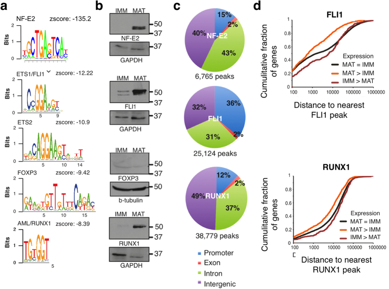41-5773-82_FOXP3 Monoclonal Antibody (FJK-16s), eFluor 570, eBioscience ...