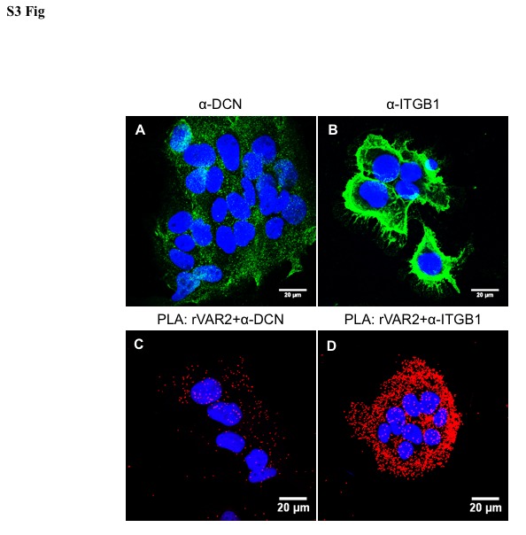 PA527370_Decorin Polyclonal Antibody | e브릭몰