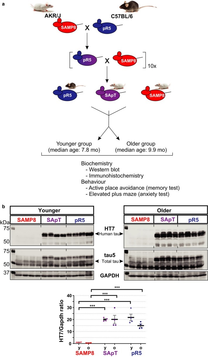 MN1050_Phospho-Tau (Thr181) Monoclonal Antibody (AT270) | e브릭몰