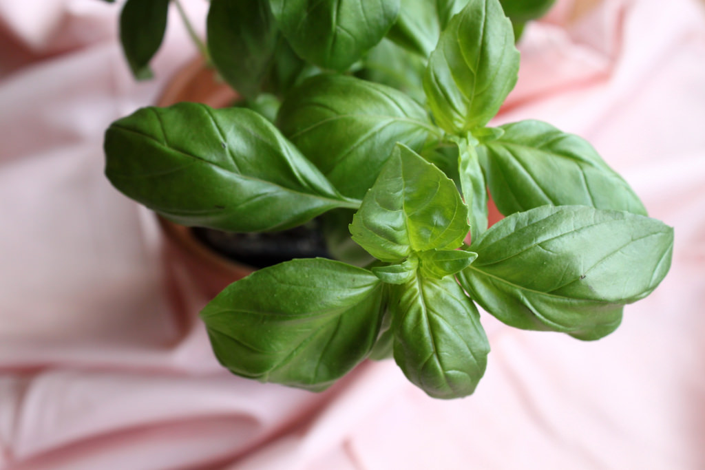 Basil Plant: A College Cook’s Essential