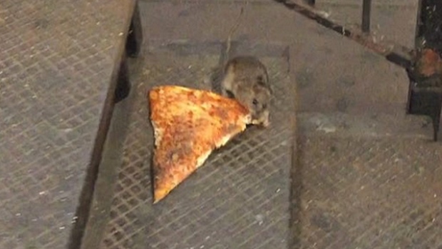 Pizza Rat Returns for Food Fight in NYC Subway