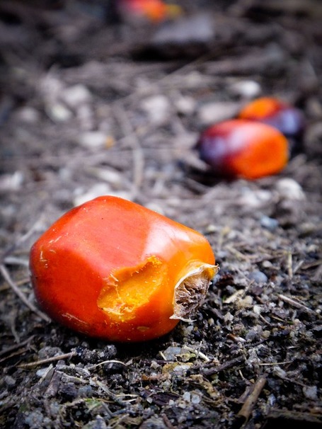 What Palm Oil Actually Is and Why You Should Care