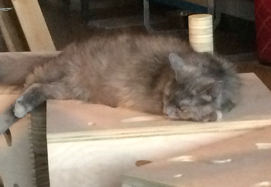 We Stopped by Java Cats, Atlanta's First Cat Cafe