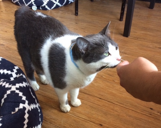 We Stopped by Java Cats, Atlanta's First Cat Cafe