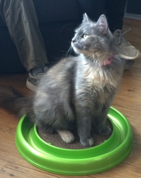 We Stopped by Java Cats, Atlanta's First Cat Cafe