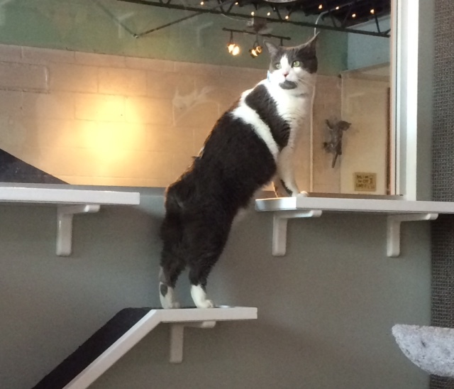 We Stopped by Java Cats, Atlanta's First Cat Cafe