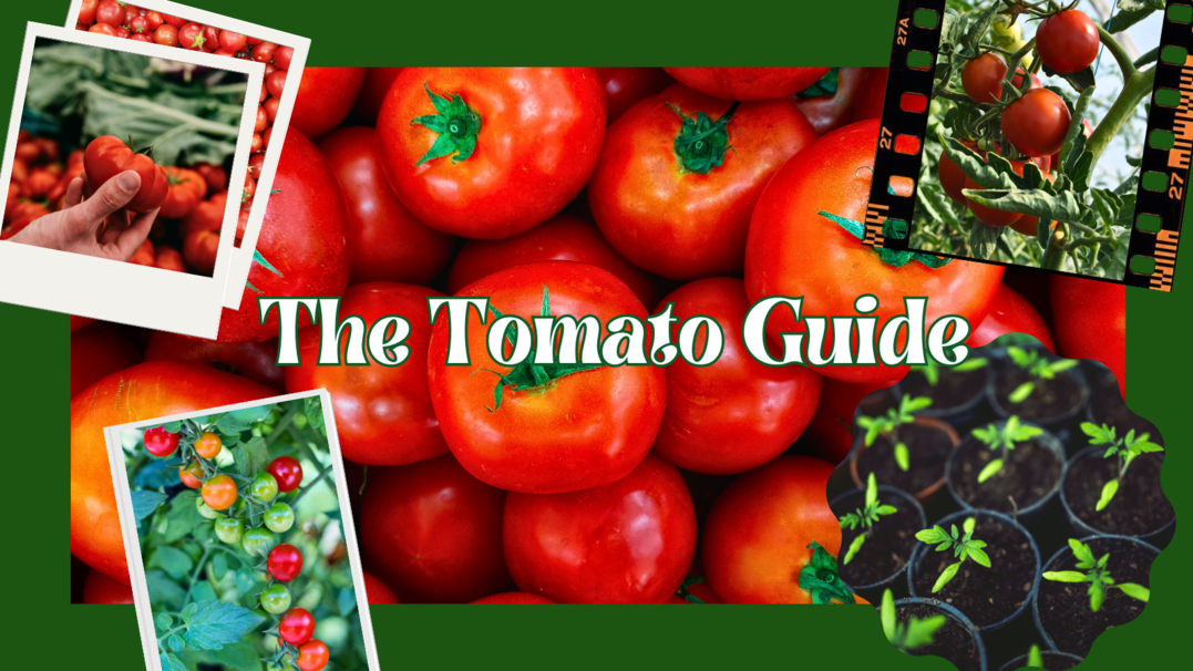 All The Types Of Tomatoes You Need To Know This Summer