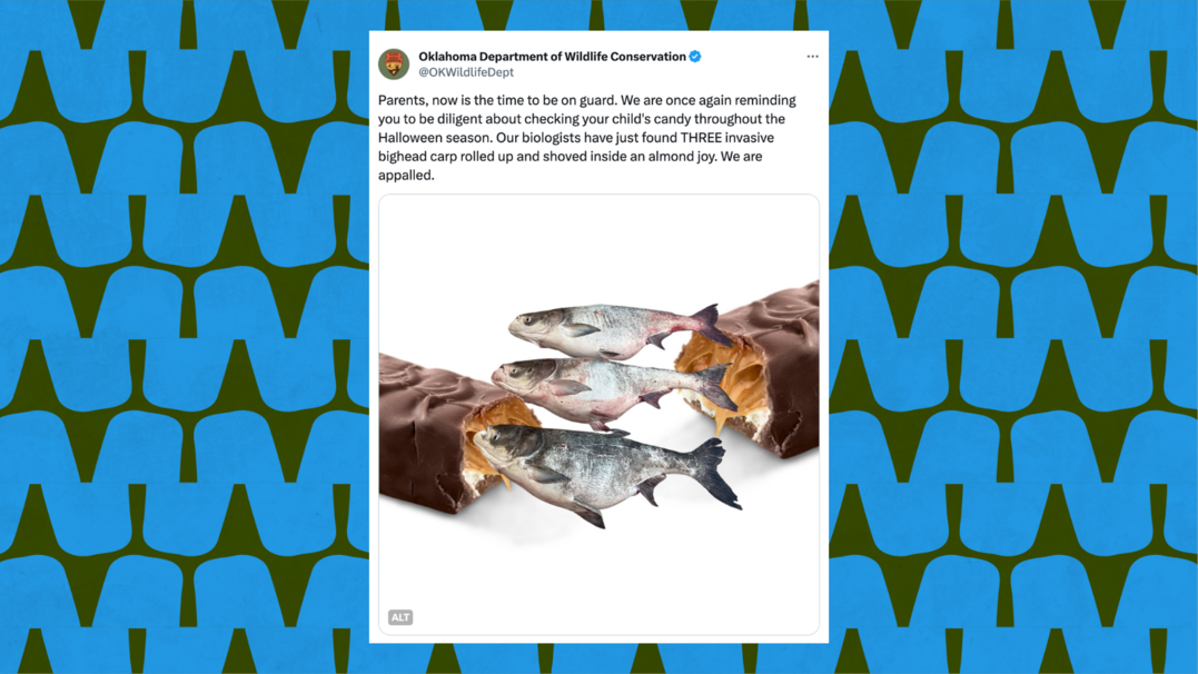 The Best Check Your Halloween Candy Memes For This Year