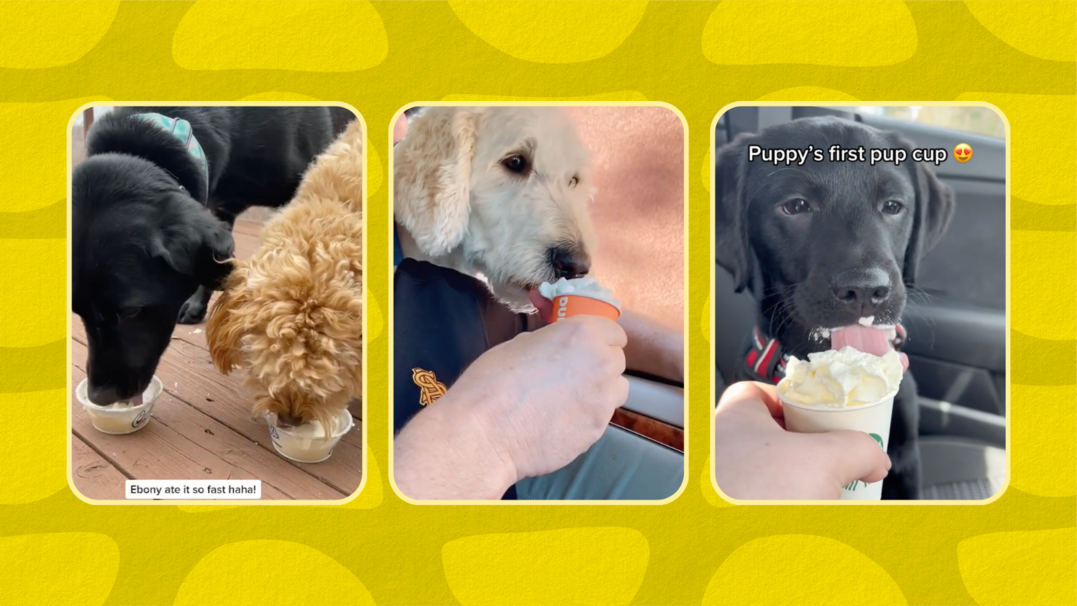 Fast Food Chains Where Your Dog Can Eat Too