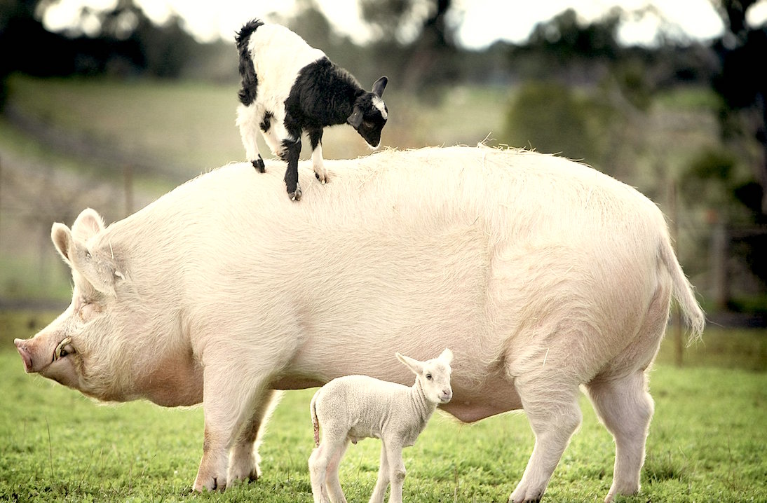 The Pig and The Lamb | Seven Mile Road | Seven Mile Road