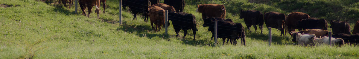 Buy 100% Grassfed Beef Online - Seven Sons Farms