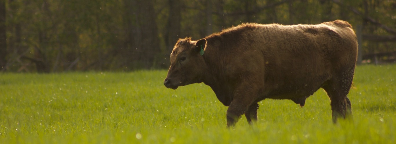 Farm-Fresh Meat Bundles – Delivered to Your Door - Seven Sons Farms