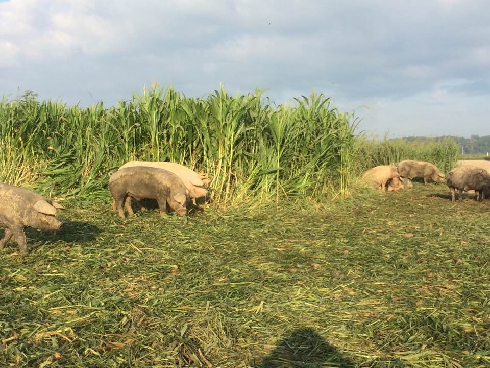 Purposeful Pig Production - Seven Sons Farms