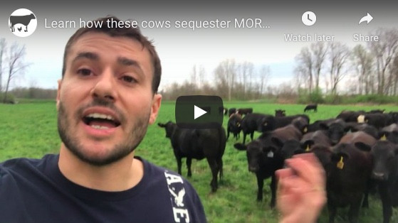 How Our Cows Sequester MORE CARBON Than They Emit - Seven Sons Farms