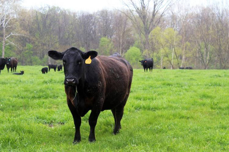 Farm Partners - Seven Sons Farms