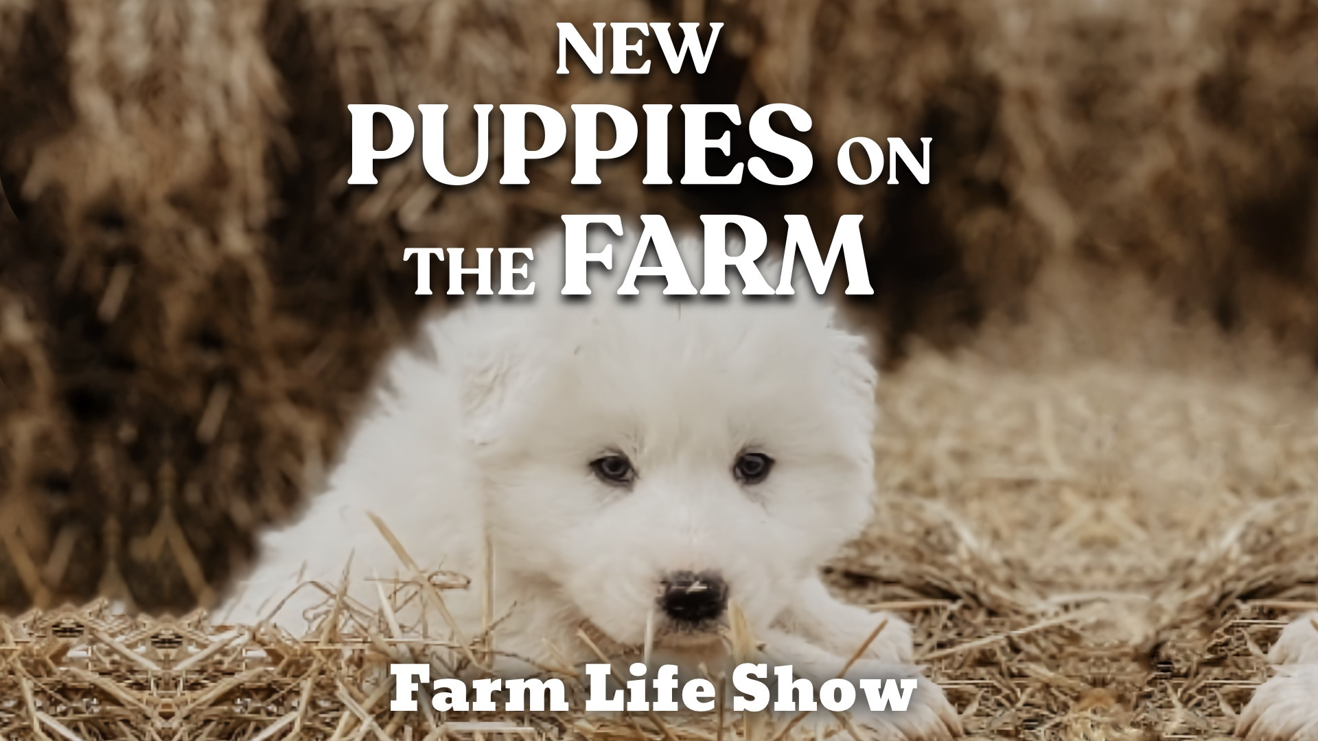 Farm Life Show (Ep.02) - New Puppies on the Farm - Seven Sons Farms