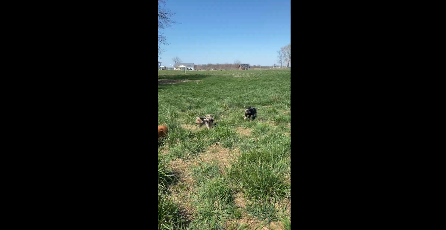 Outdoor Hog Farrowing (The Way it Should Be) - Seven Sons Farms