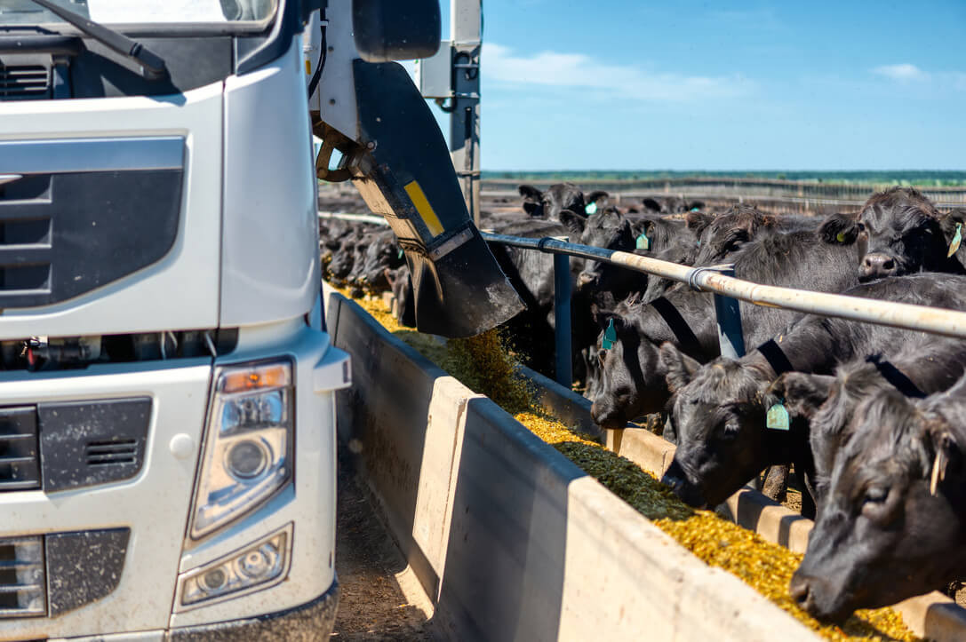 What Is a CAFO? The Costs of Industrial Farming - Seven Sons Farms