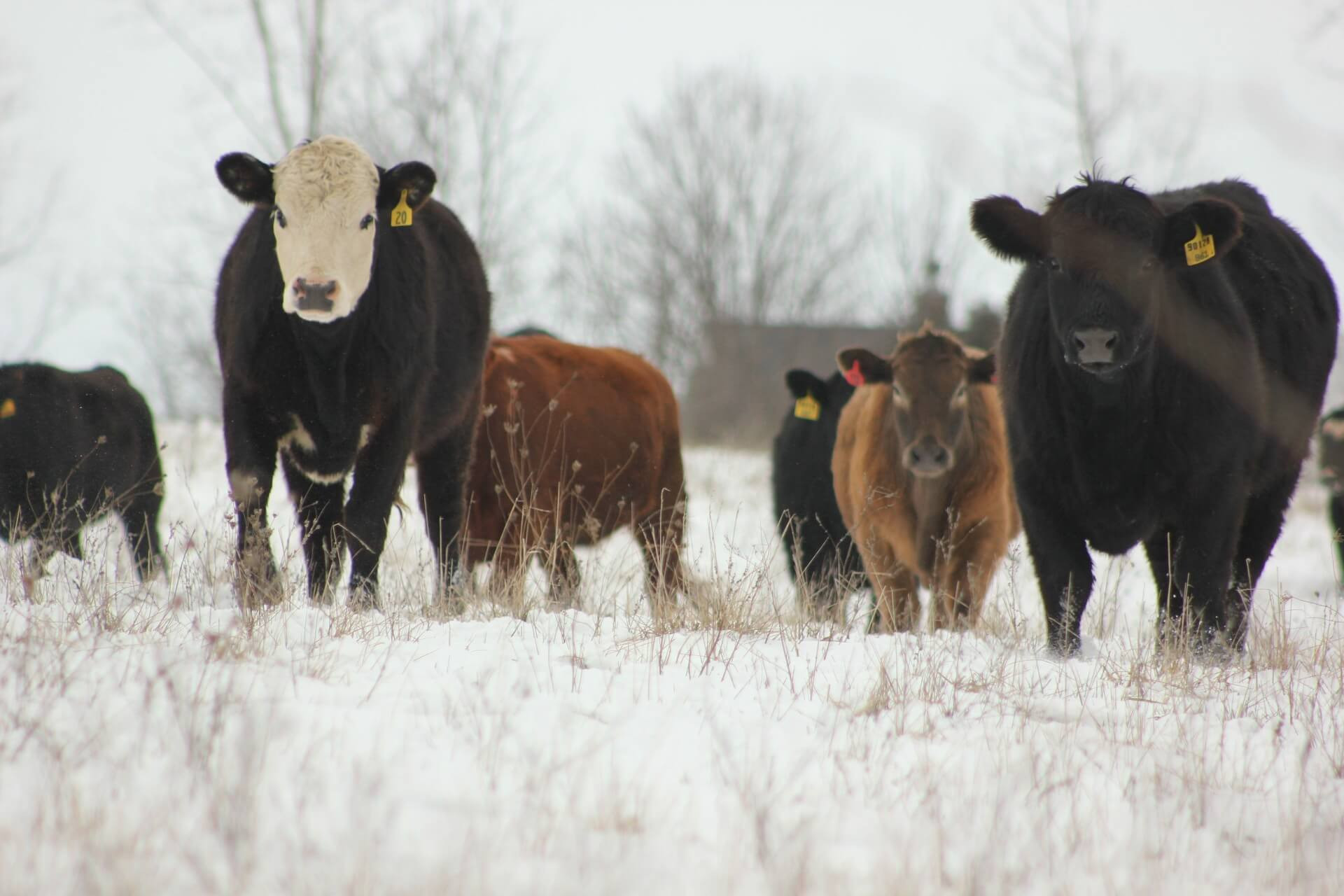 What Does Pasture-Raised Mean? A More Natural Approach to Raising ...