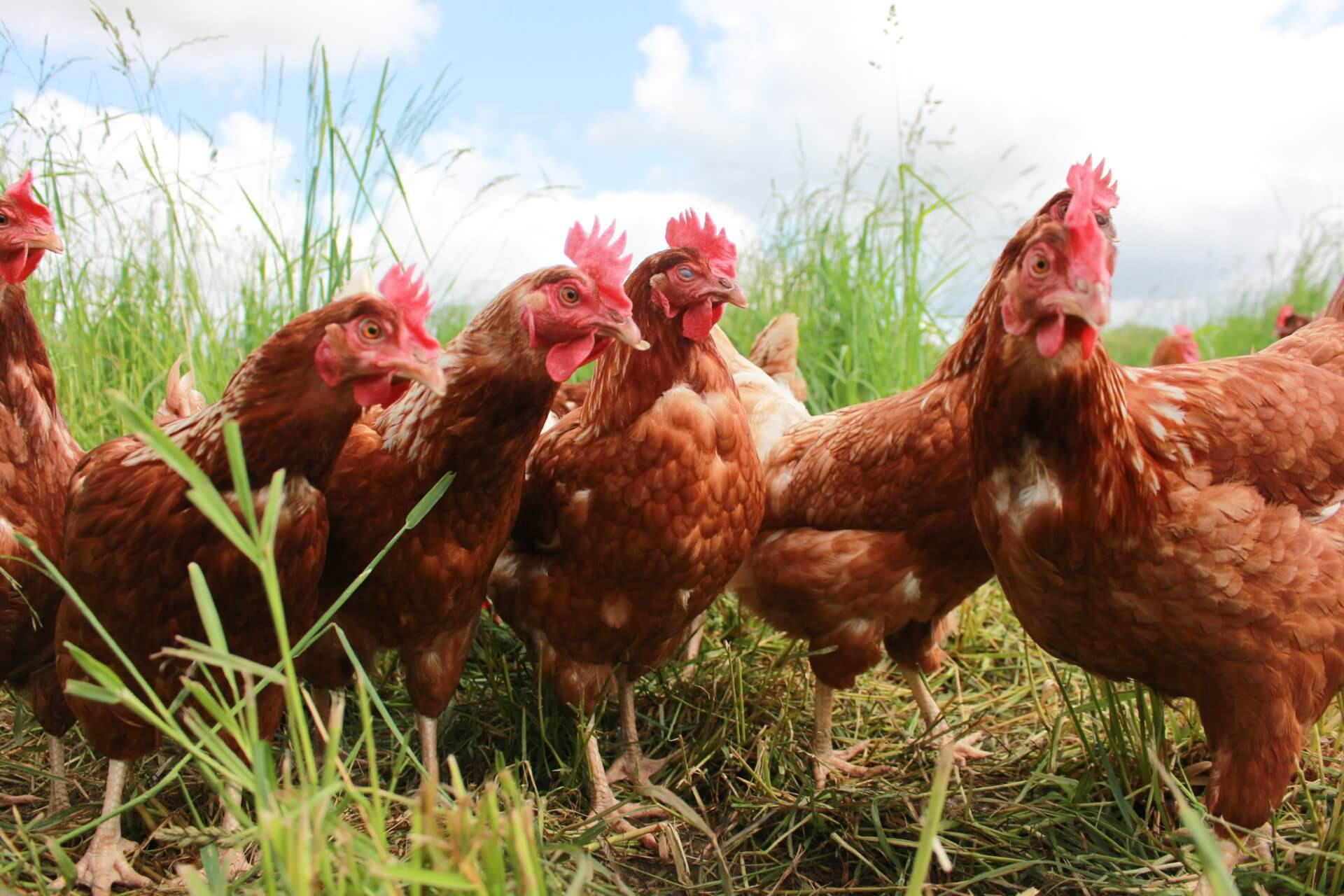 Regenerative Grazing: How Sustainable Livestock Management Restores ...