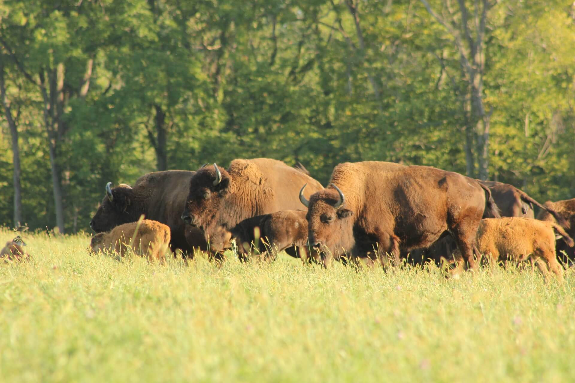Regenerative Grazing: How Sustainable Livestock Management Restores ...