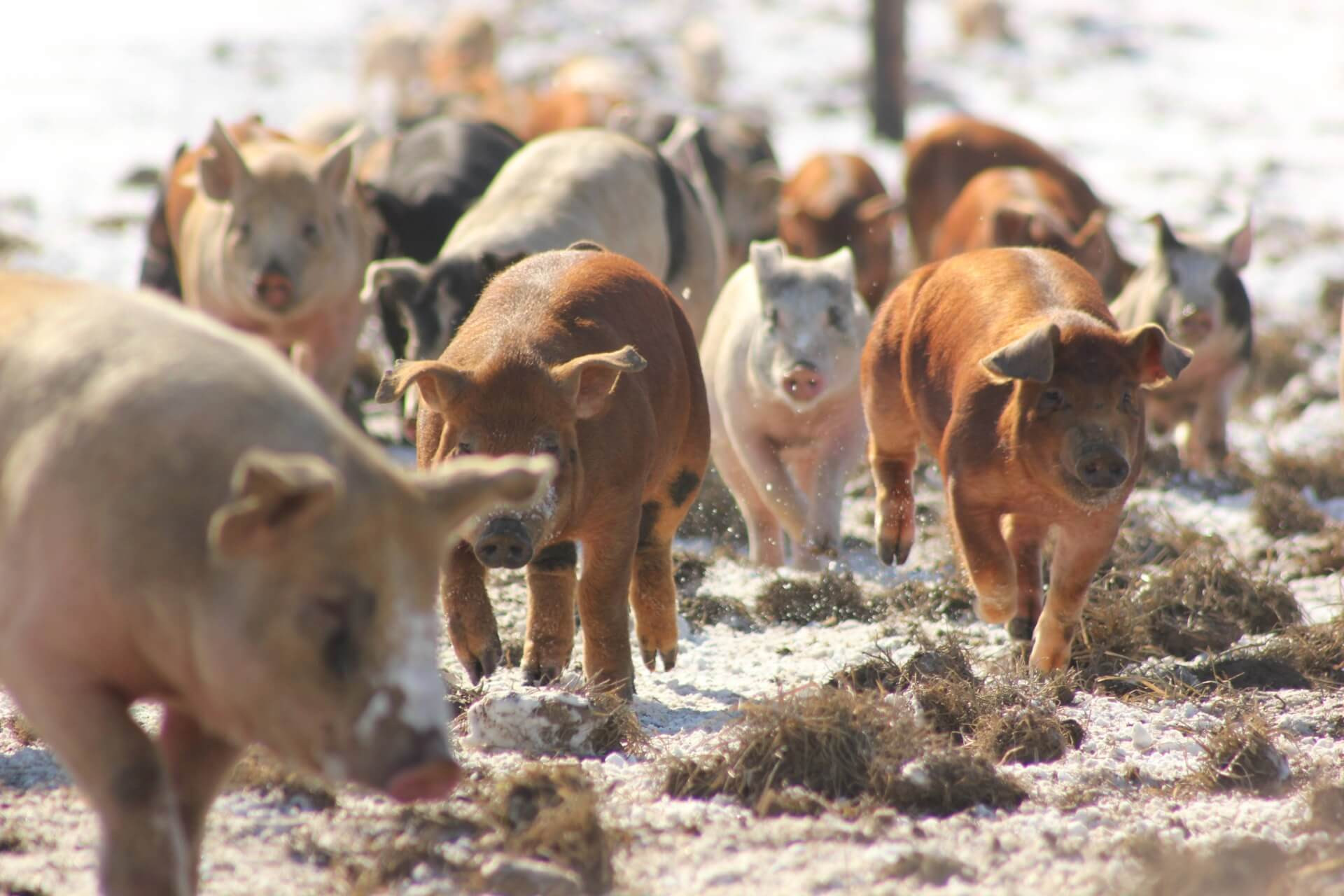 Pasture-Raised vs. Grass-Fed: Understanding the Differences and ...