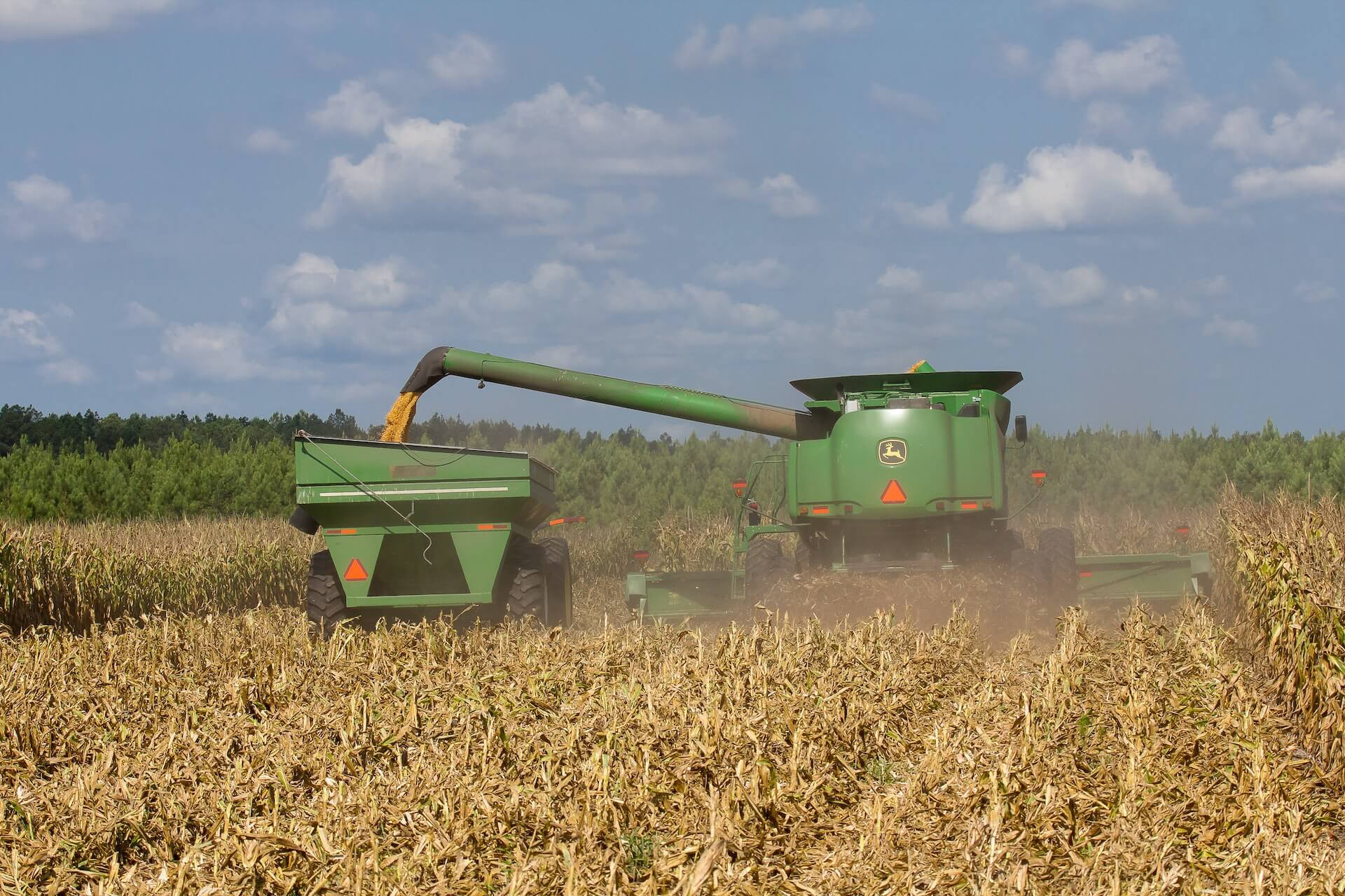 Grass-Fed vs. Corn-Fed Beef: Decoding the Difference - Seven Sons Farms