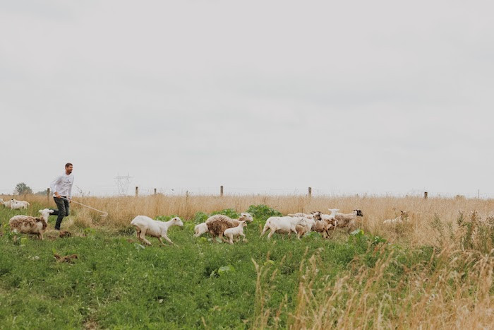 Eating Humanely: Ethically Sourced Meat - Seven Sons Farms
