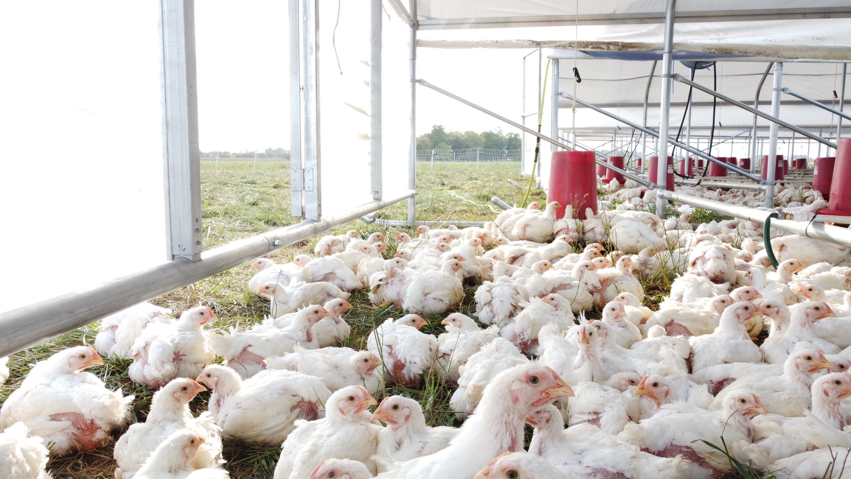 Best Breed of Chicken for Ethical Pastured Meat - Seven Sons Farms