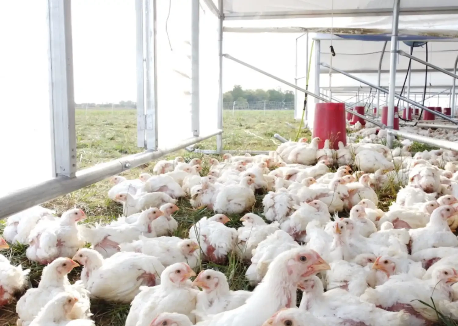 Navigating pastured poultry challenges - Seven Sons Farms