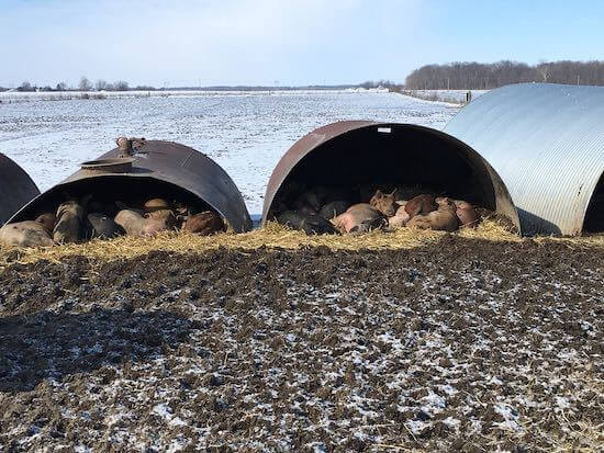 Sustainable Pork: Ethical Choices for Informed Consumers - Seven Sons Farms