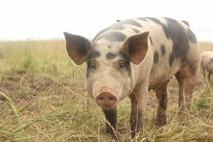 The Deep Roots and Rich Diversity of Heritage Pig Breeds - Seven Sons Farms