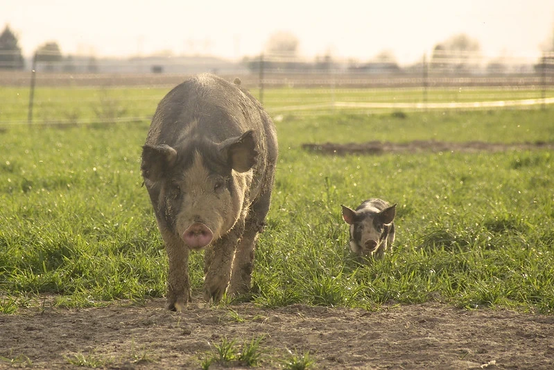 The Deep Roots and Rich Diversity of Heritage Pig Breeds - Seven Sons Farms