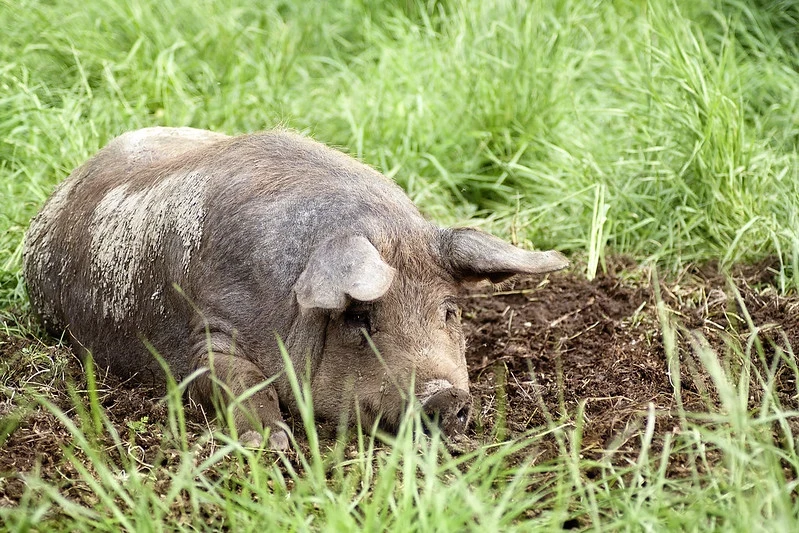 The Deep Roots and Rich Diversity of Heritage Pig Breeds - Seven Sons Farms