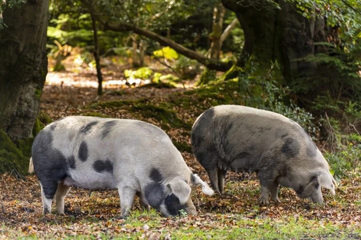 The Deep Roots and Rich Diversity of Heritage Pig Breeds - Seven Sons Farms