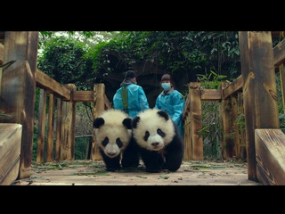 Pandas | Trailer & Showtimes