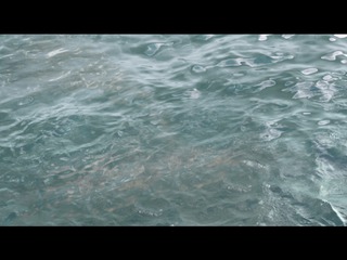 The Meg: The IMAX 2D Experience | Trailer & Showtimes