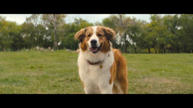 A Dog's Journey | Trailer & Showtimes