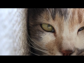 Kedi | Trailer & Showtimes