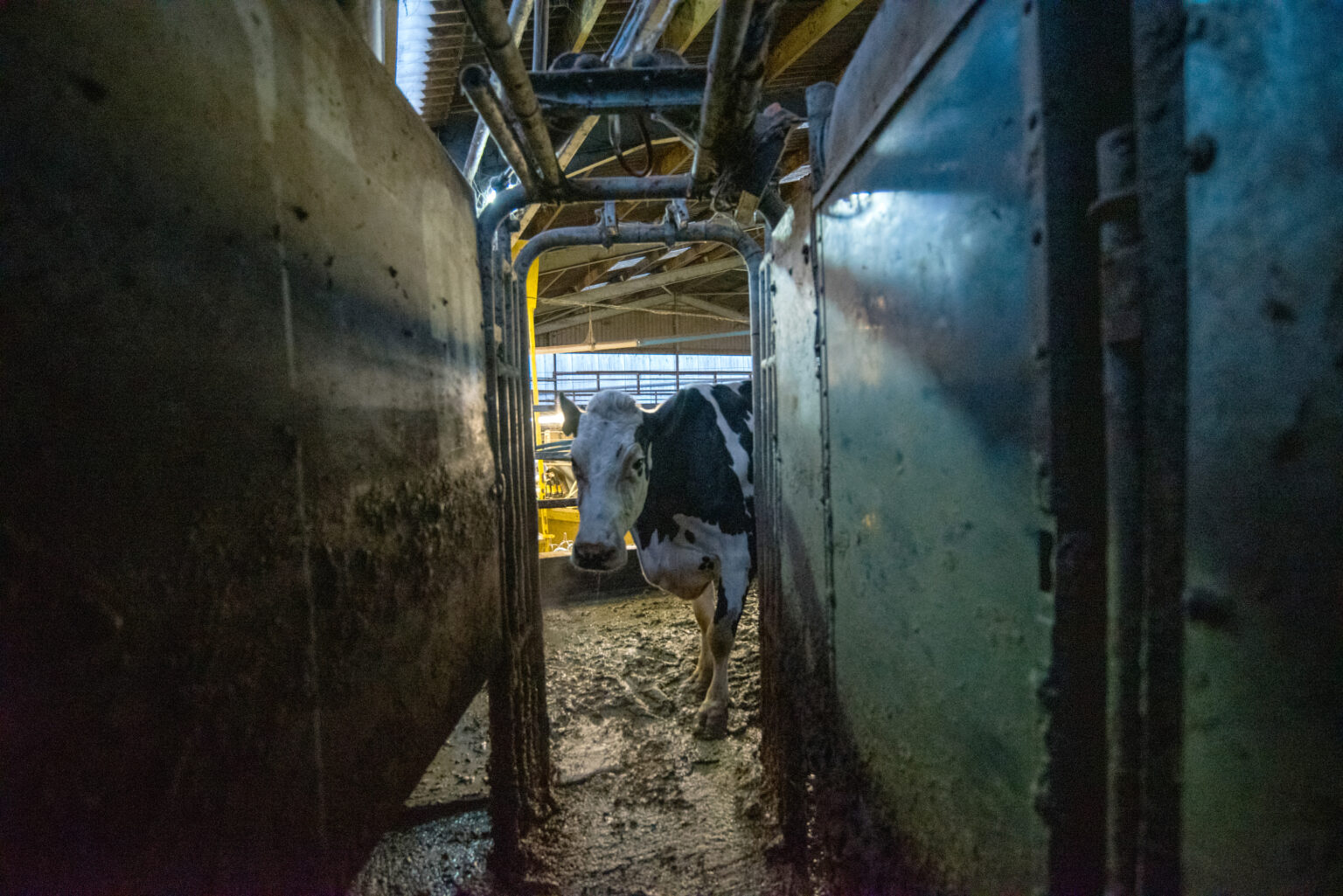 Review: Profound portrayal of dairy cow's life shapes singular ...