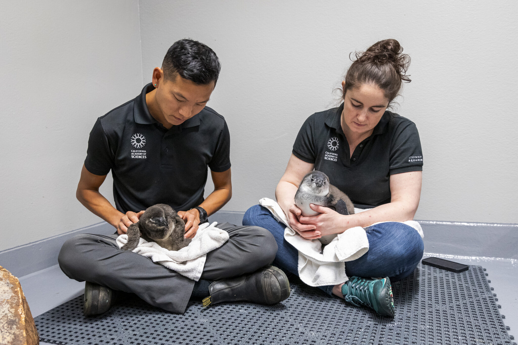 California Academy of Sciences needs help naming a penguin chick. Vote ...