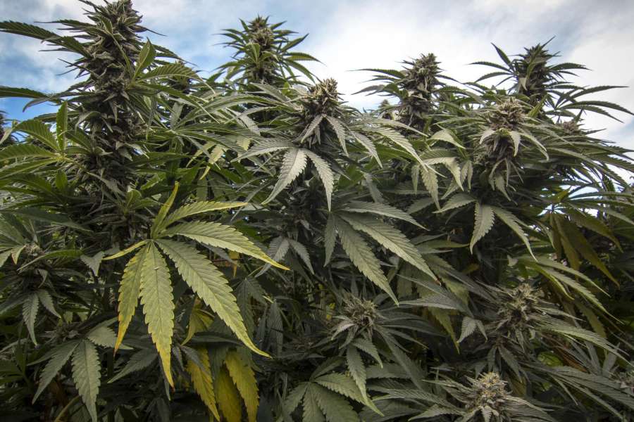 Court Dismisses California Cities Lawsuit Challenging Cannabis